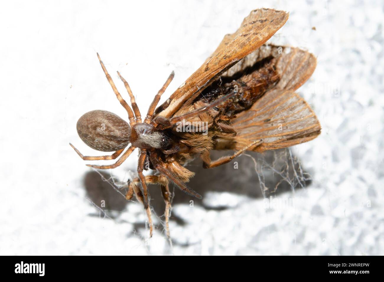 Grey House Spider, Badumna longinqua, introduced to New Zealand from ...