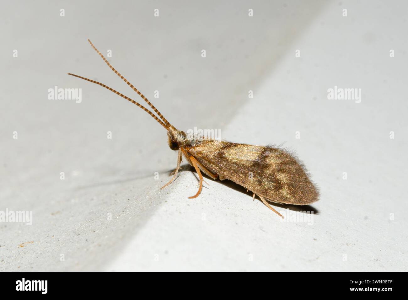 Stony Cased Caddisfly, Pycnocentrodes aureolus, endemic to New Zealand ...