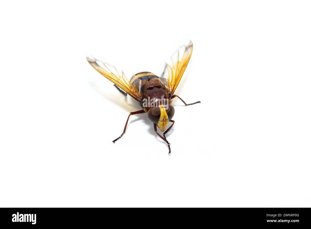 Tabanus, tabano, Hornet mimetic hoverfly, volucella zonaria, studio ...
