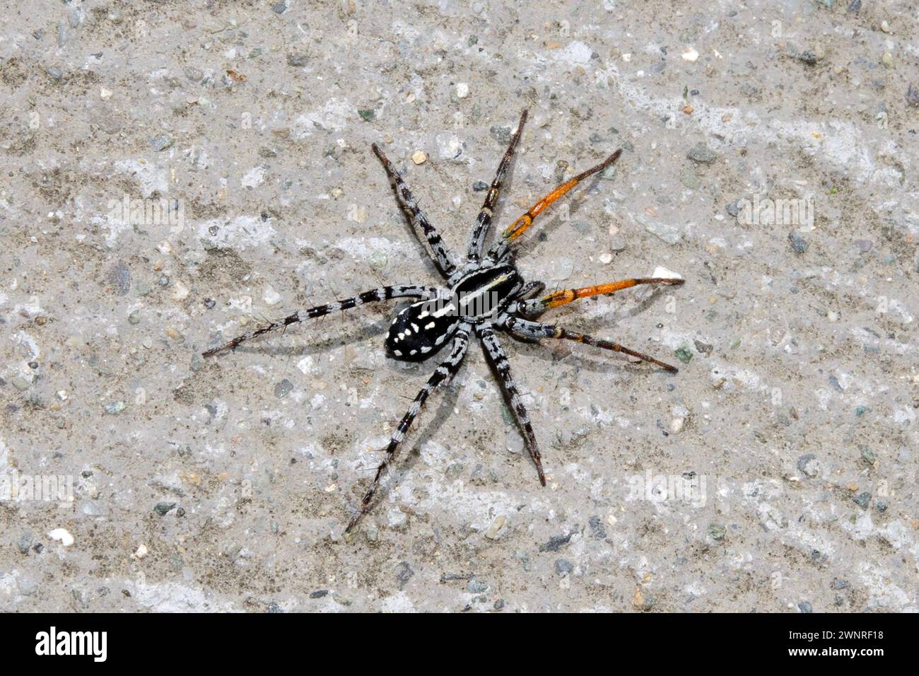 Swift spider hi-res stock photography and images - Alamy