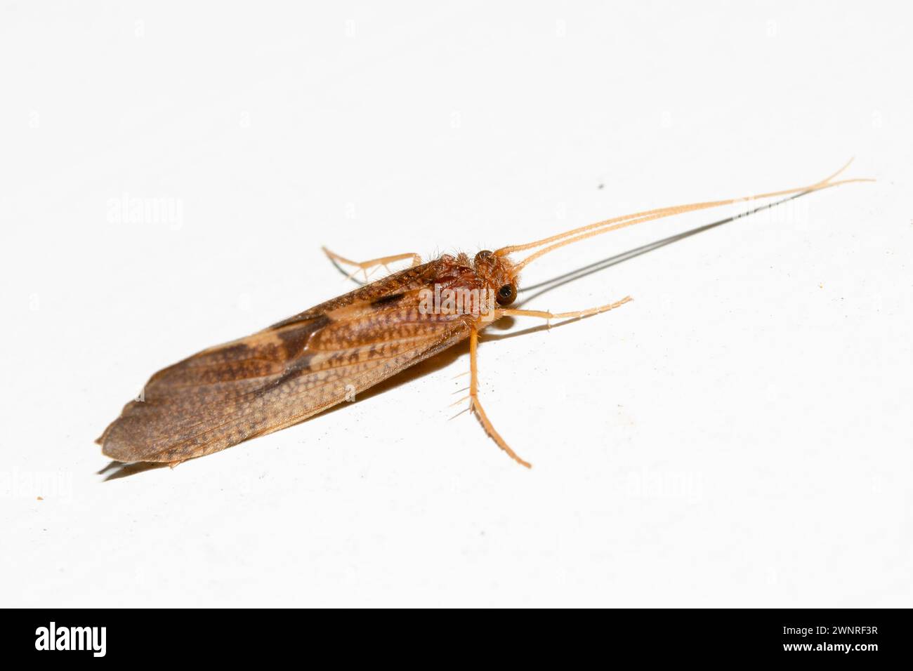 Cased Caddisfly, Oeconesus maori. endemic to New Zealand, Nelson, South ...