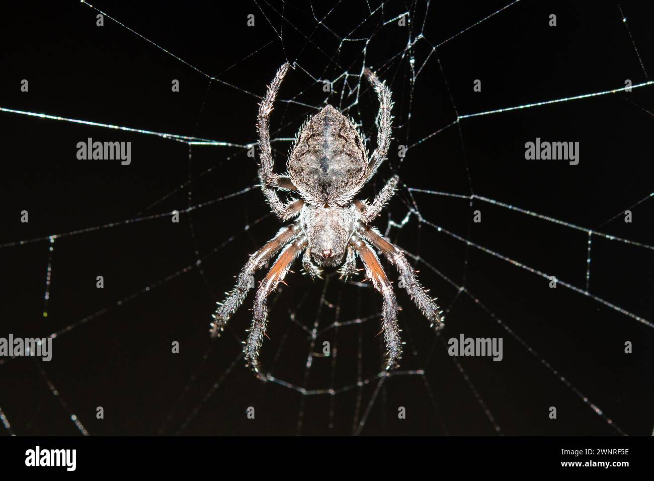 Garden Orbweb Spider, Socca pustulosa, endemic to New Zealand, Nelson ...