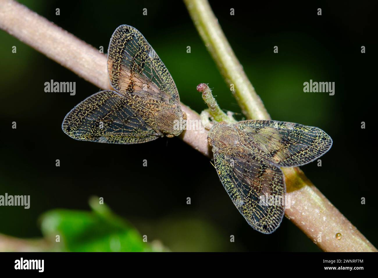 Planthopper australia hi-res stock photography and images - Alamy