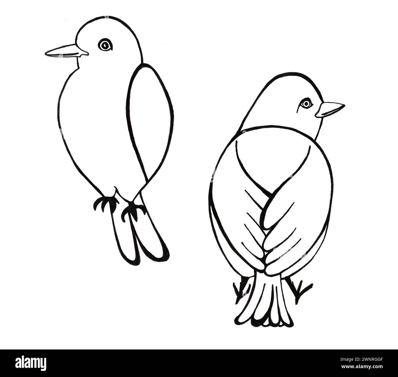 Two birds isolated on a white background. Realistic outline drawing ...