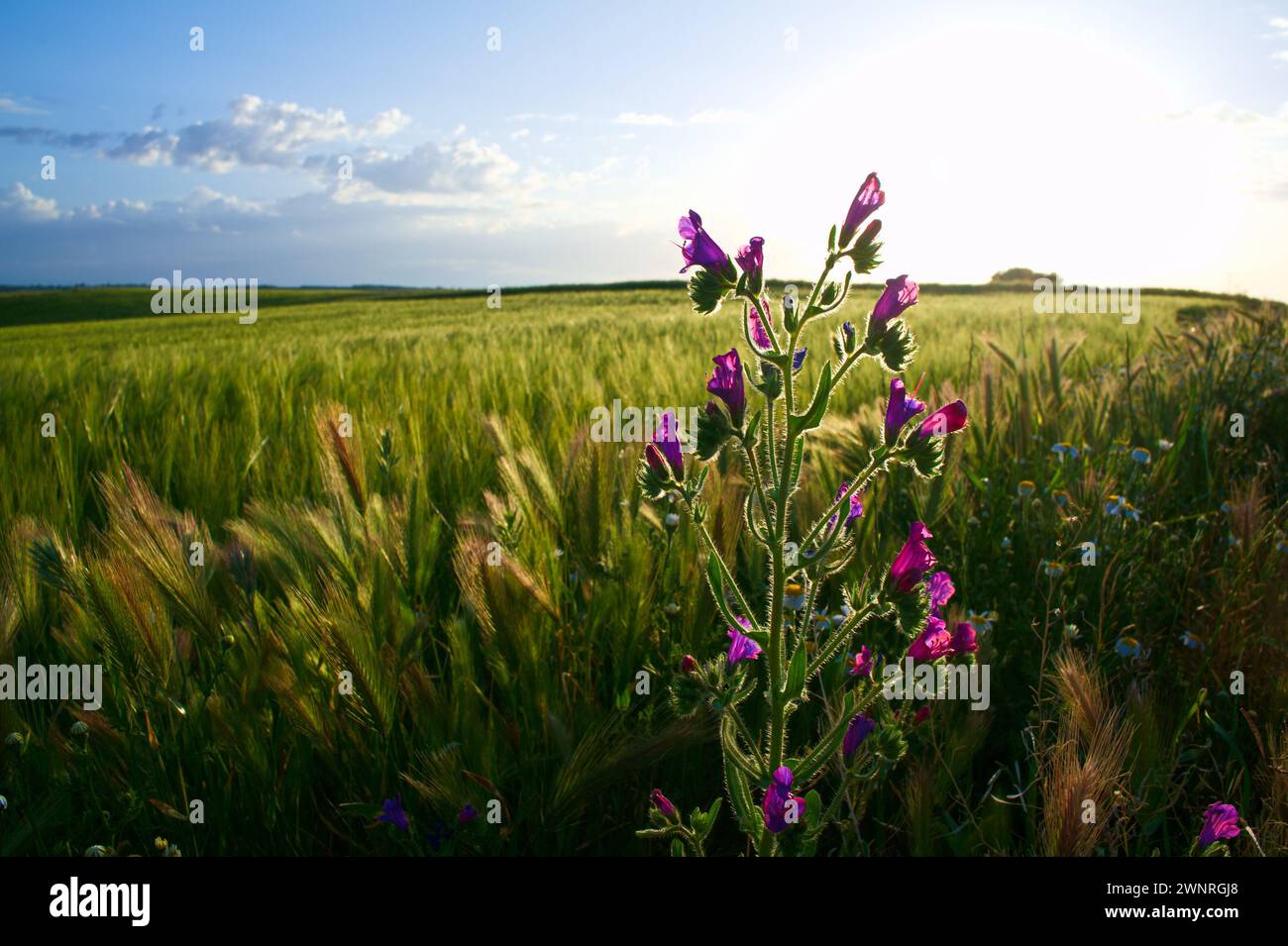 Spring landscape near Aldea del Fresno and the Alberche river flora ...