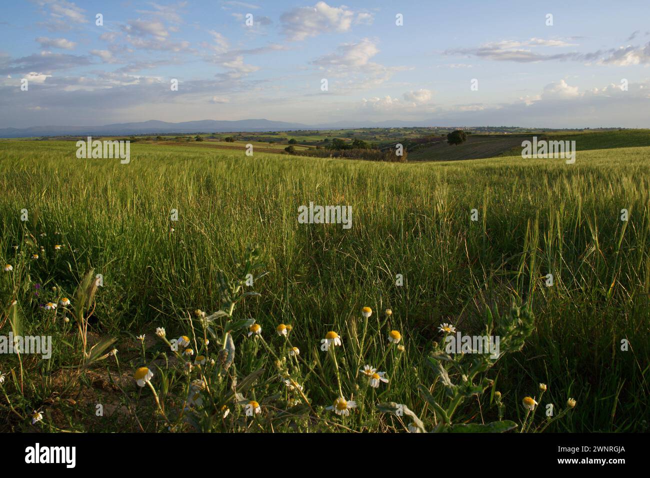 Spring landscape near Aldea del Fresno and the Alberche river flora ...