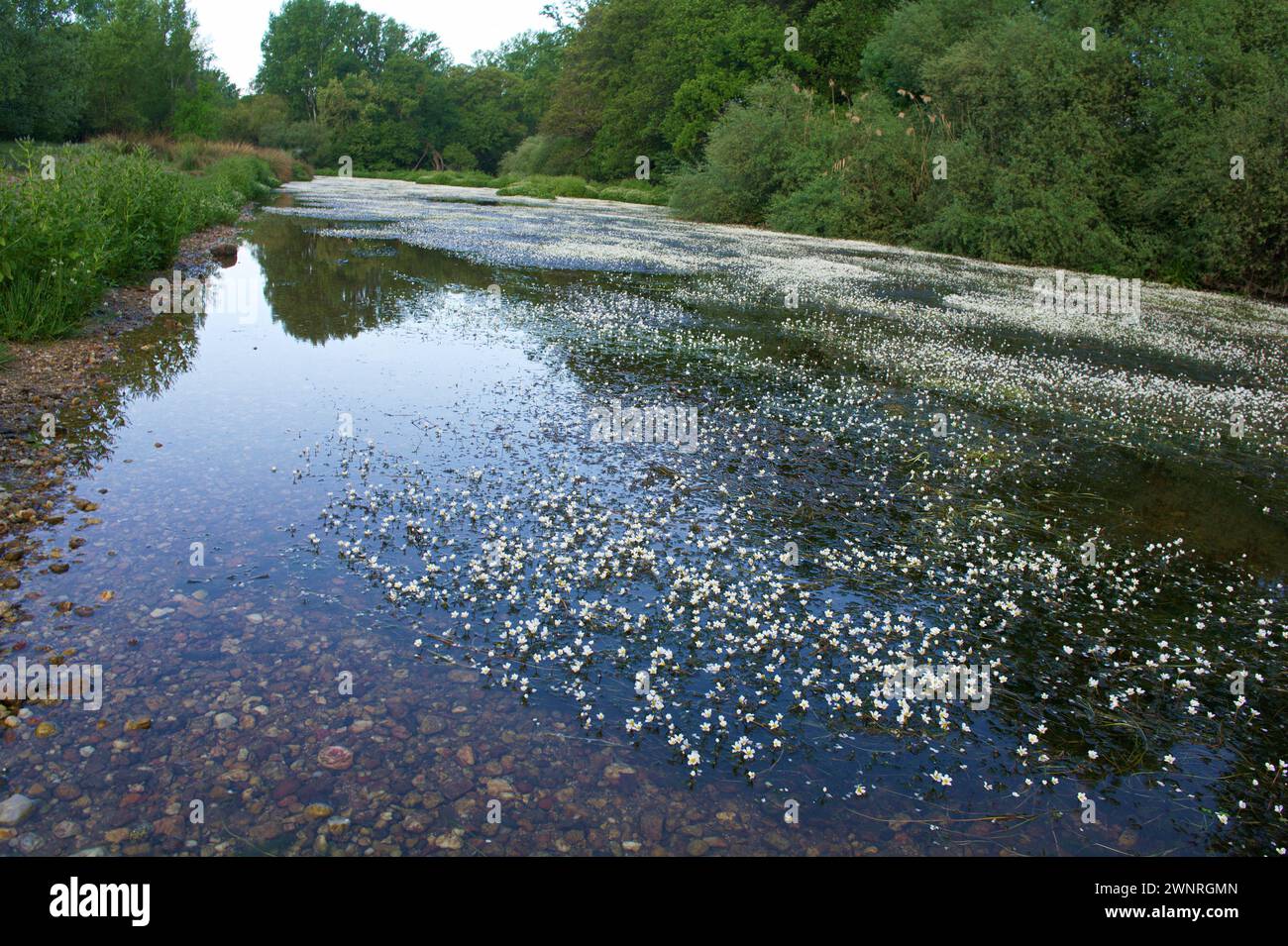 Spring landscape near Aldea del Fresno and the Alberche river flora ...
