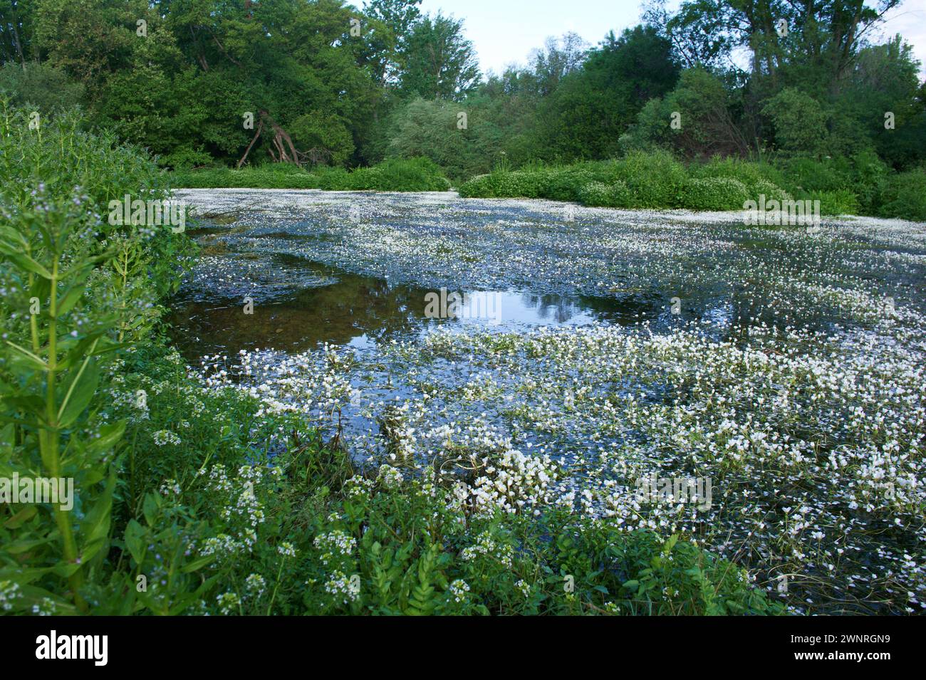 Spring landscape near Aldea del Fresno and the Alberche river flora ...