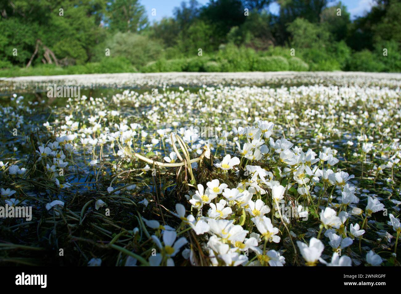 Spring landscape near Aldea del Fresno and the Alberche river flora ...