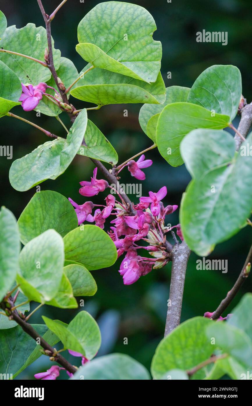 Cercis siliquastrum Bodnant, Judas tree Bodnant, clusters, deep purple ...