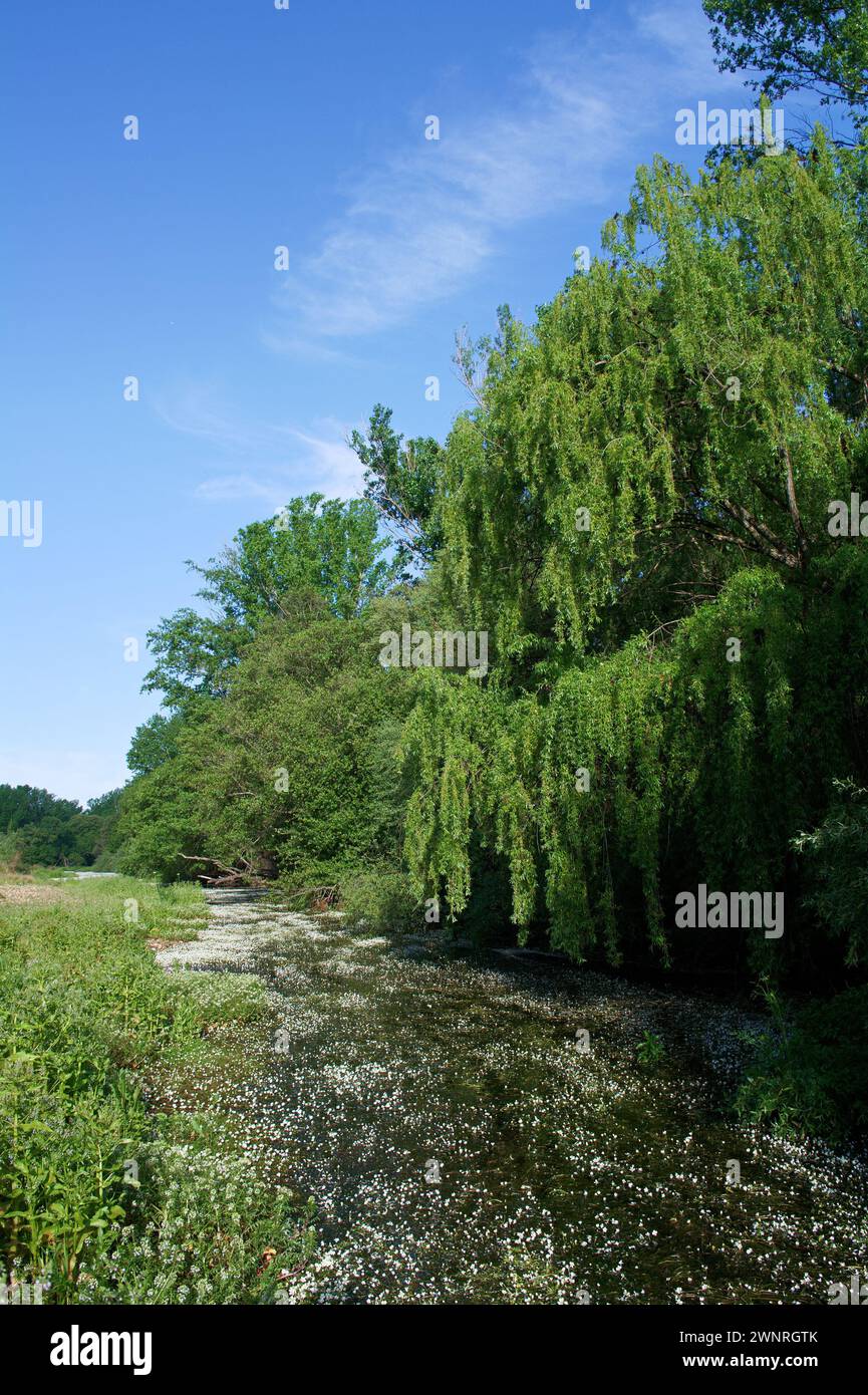 Spring landscape near Aldea del Fresno and the Alberche river flora ...