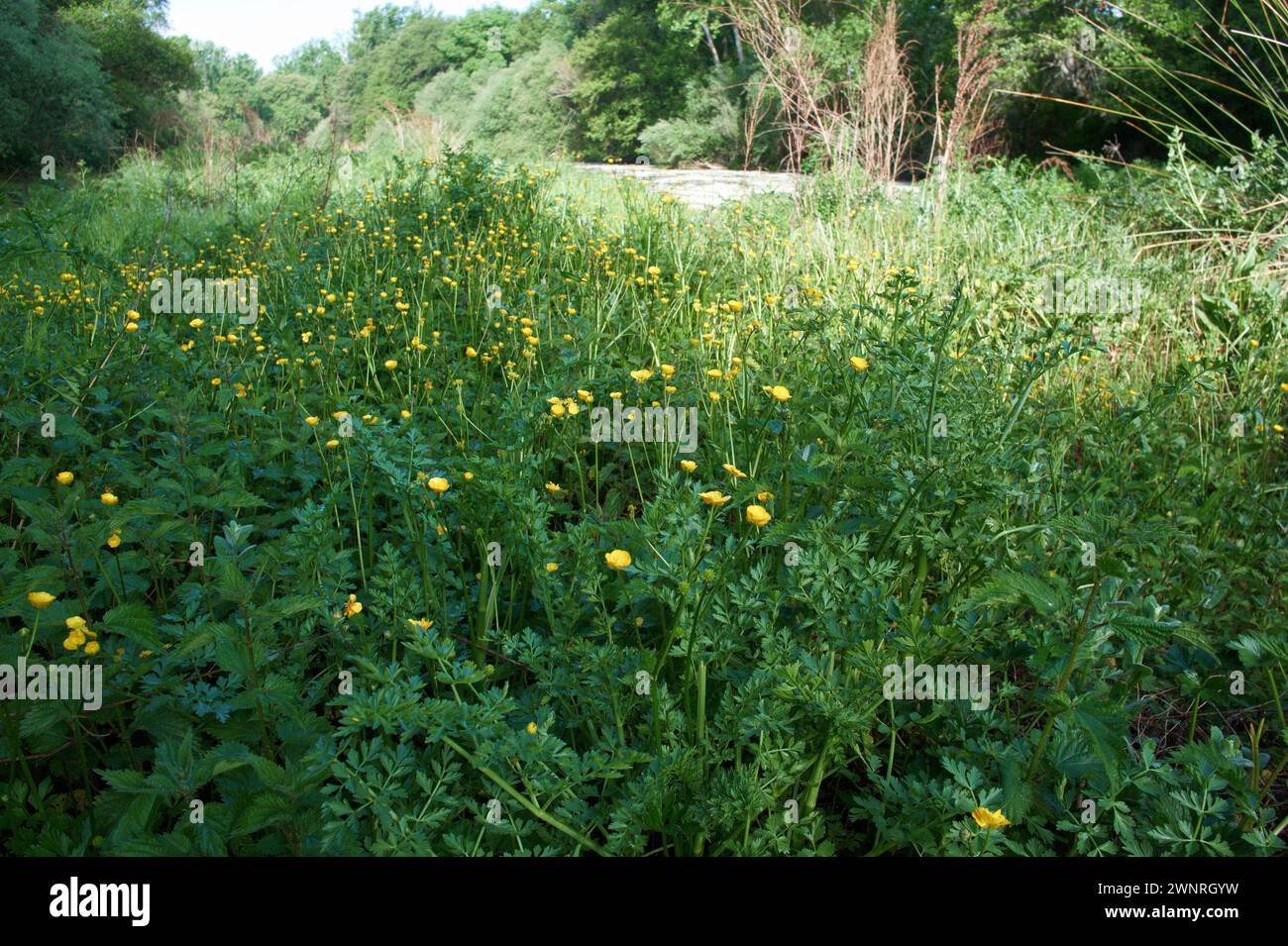 Spring landscape near Aldea del Fresno and the Alberche river flora ...