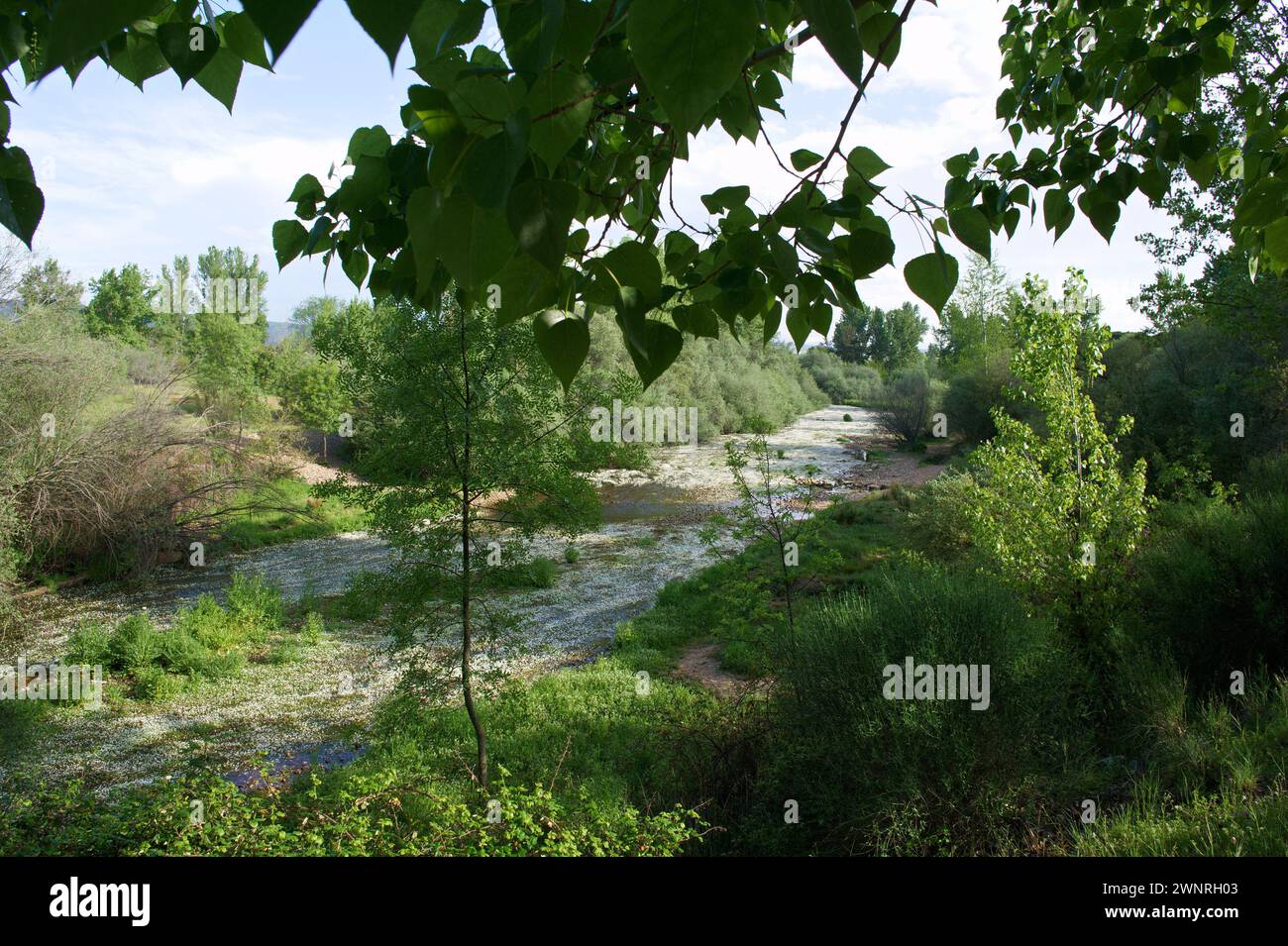 Spring landscape near Aldea del Fresno and the Alberche river flora ...