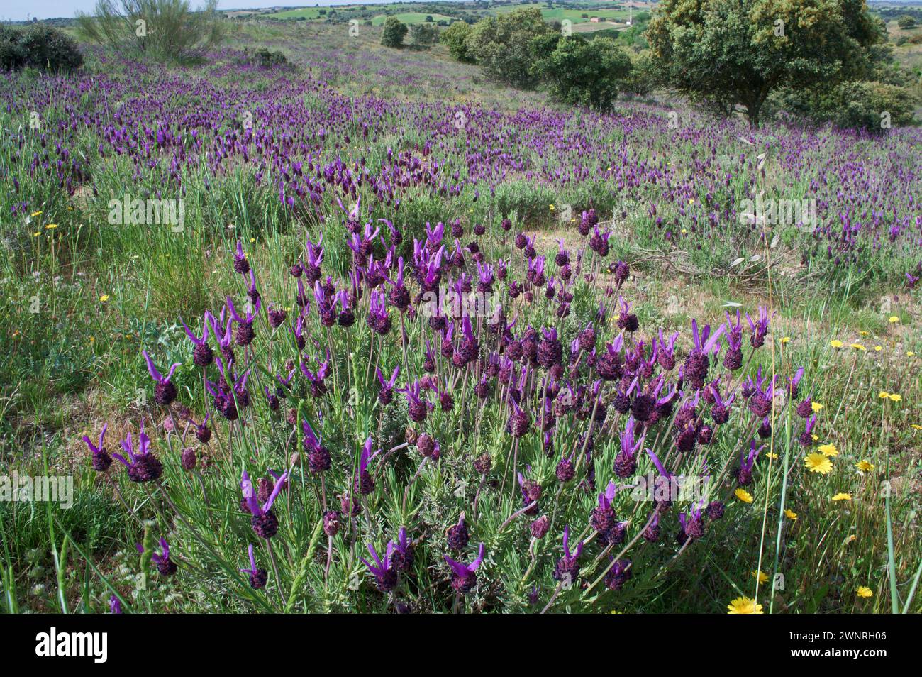 Spring landscape near Aldea del Fresno and the Alberche river flora ...