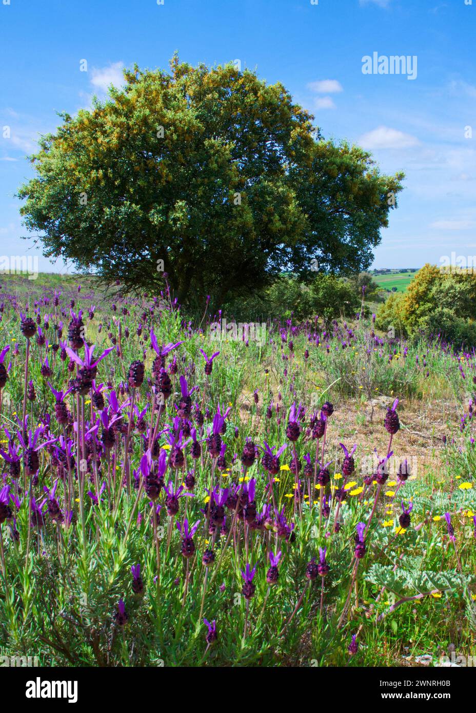 Spring landscape near Aldea del Fresno and the Alberche river flora ...