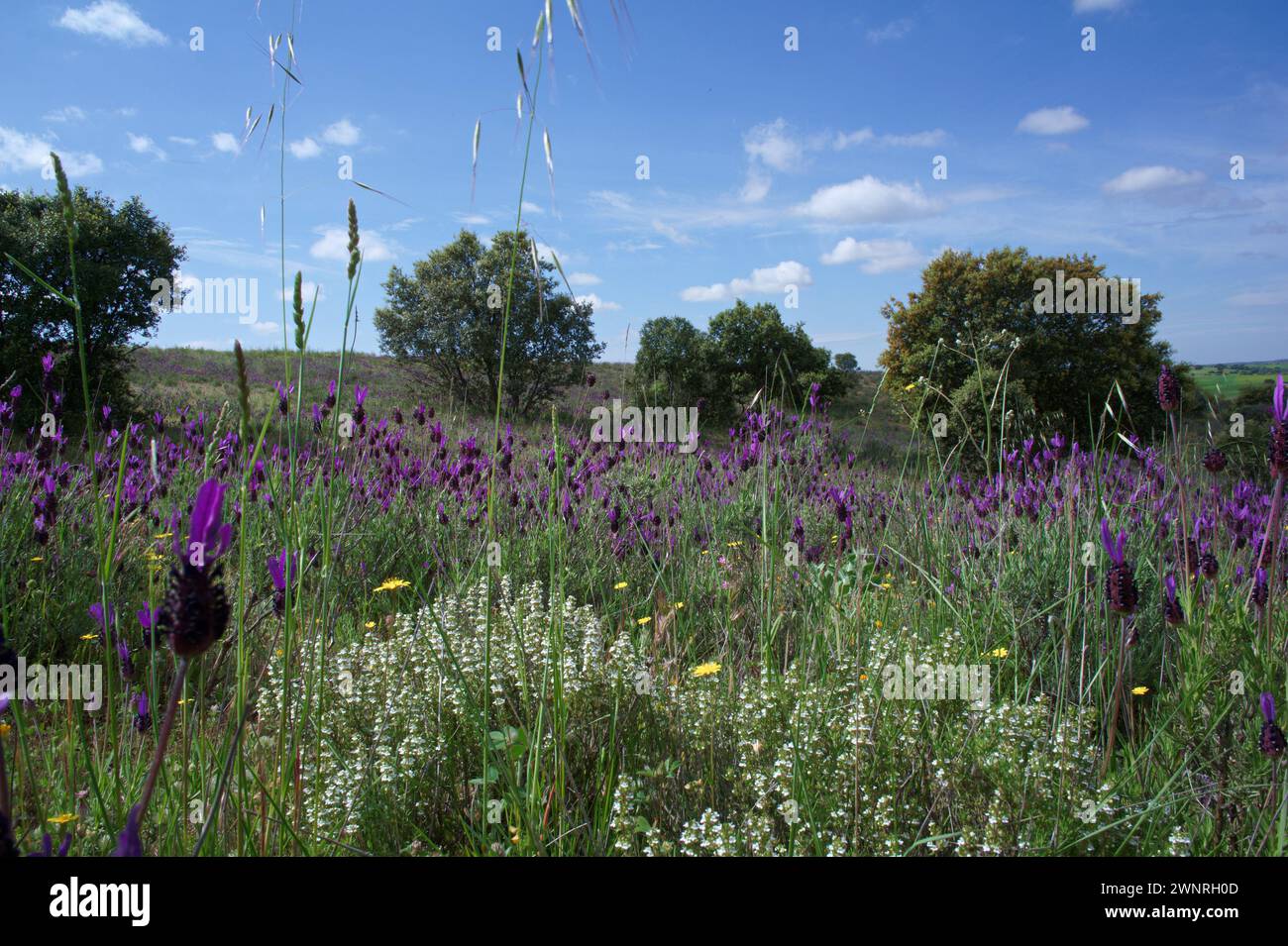 Spring landscape near Aldea del Fresno and the Alberche river flora ...