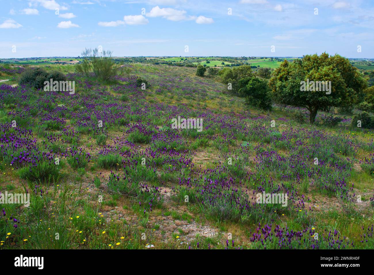 Spring landscape near Aldea del Fresno and the Alberche river flora ...