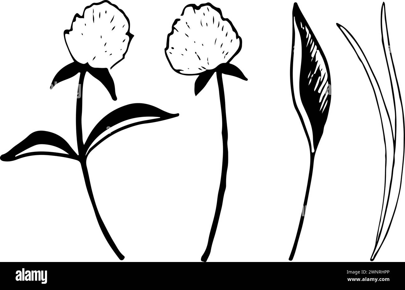 Clover flowers and field grass vector illustration set. Botanical ...