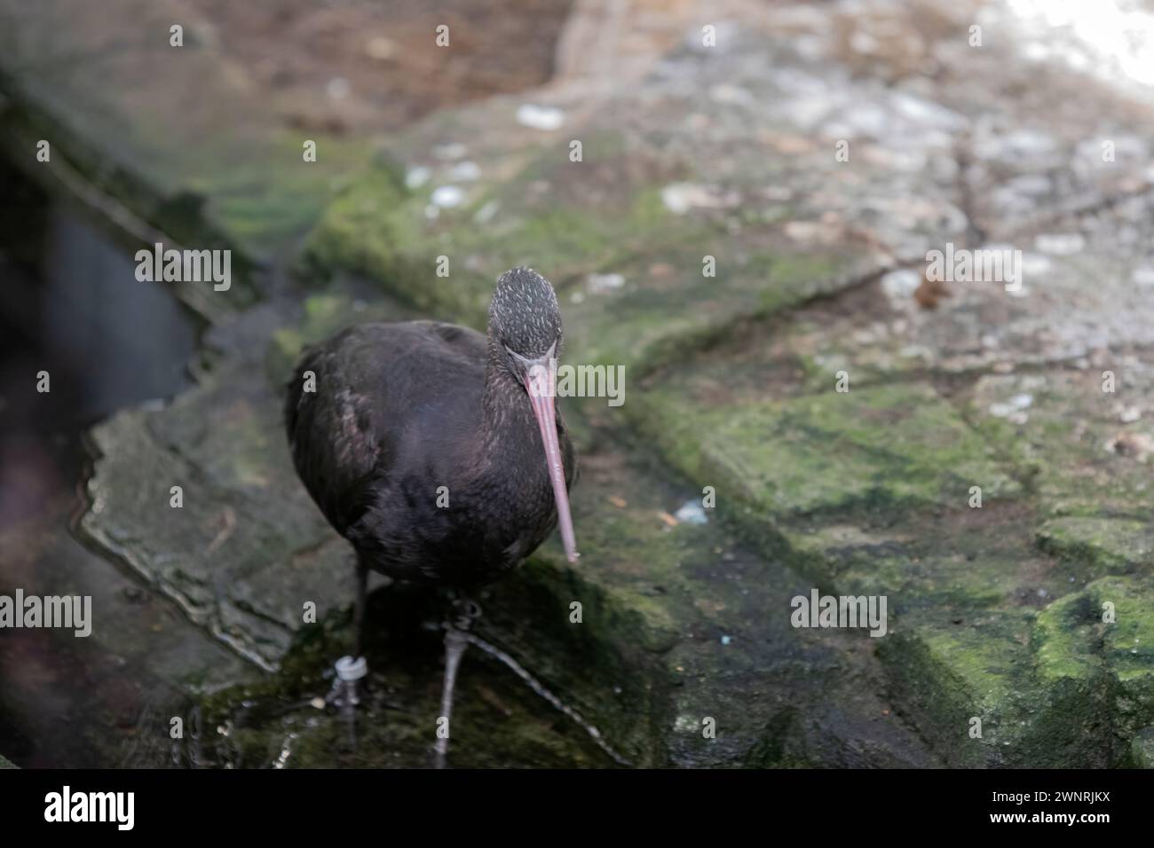 A Puna-Ibis Bird At Amsterdam The Netherlands 24-3-2023 Stock Photo - Alamy