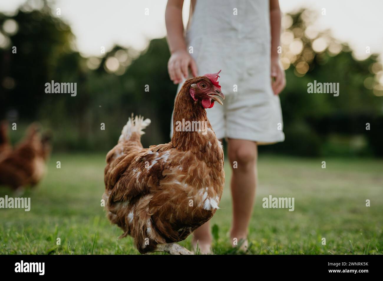 Little girl chasing chickens on a farm, running, having fun during the ...