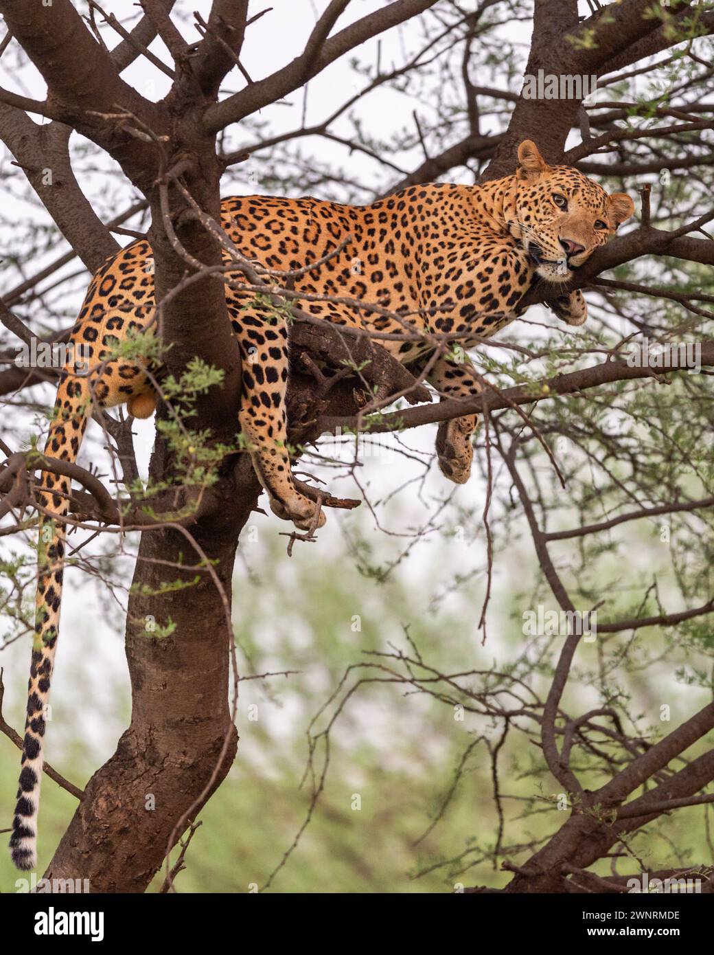 Rajasthan leopard tree hi-res stock photography and images - Alamy
