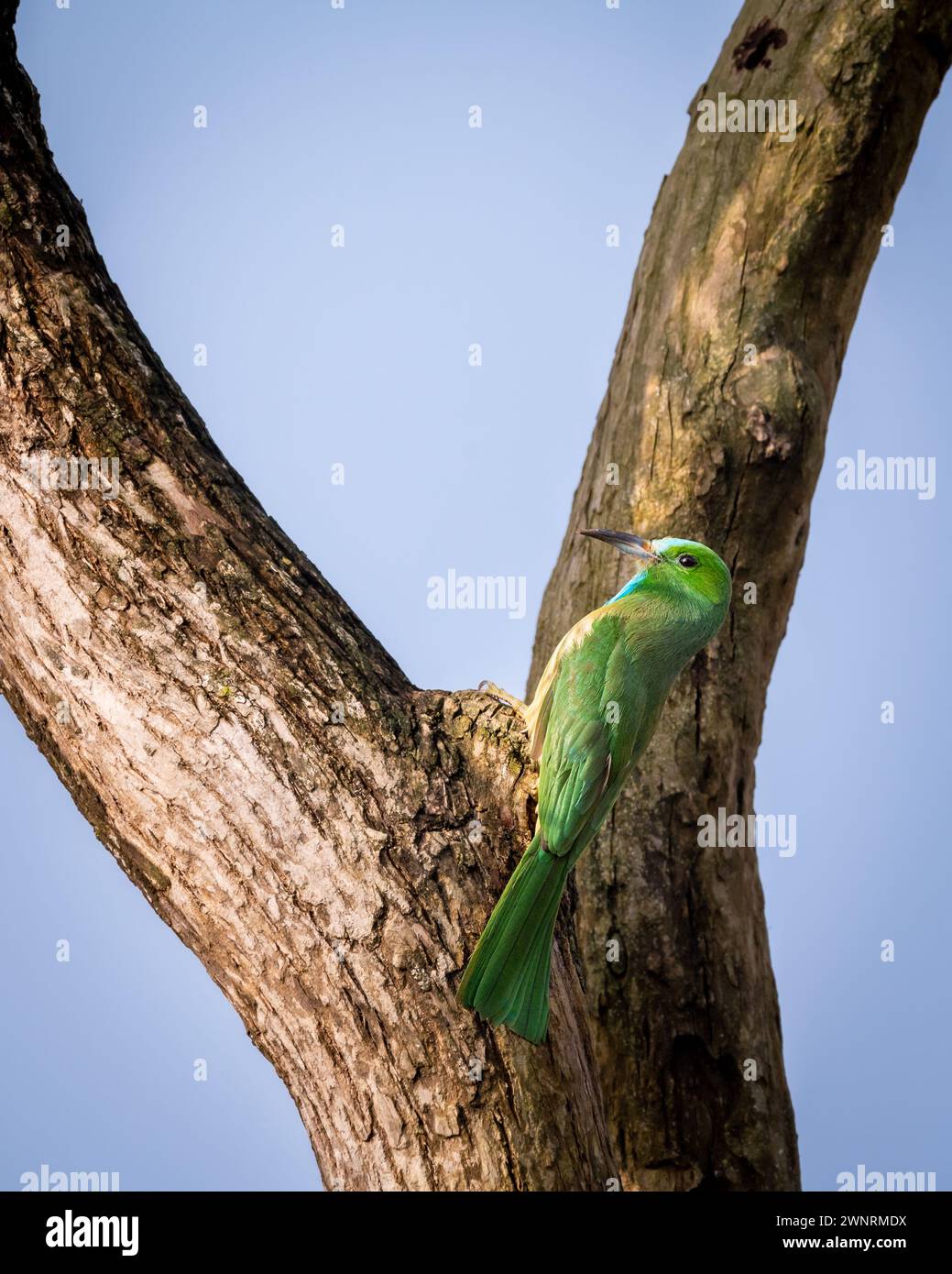 Blue bearded bee eater or Nyctyornis athertoni bird perched in dhikala ...