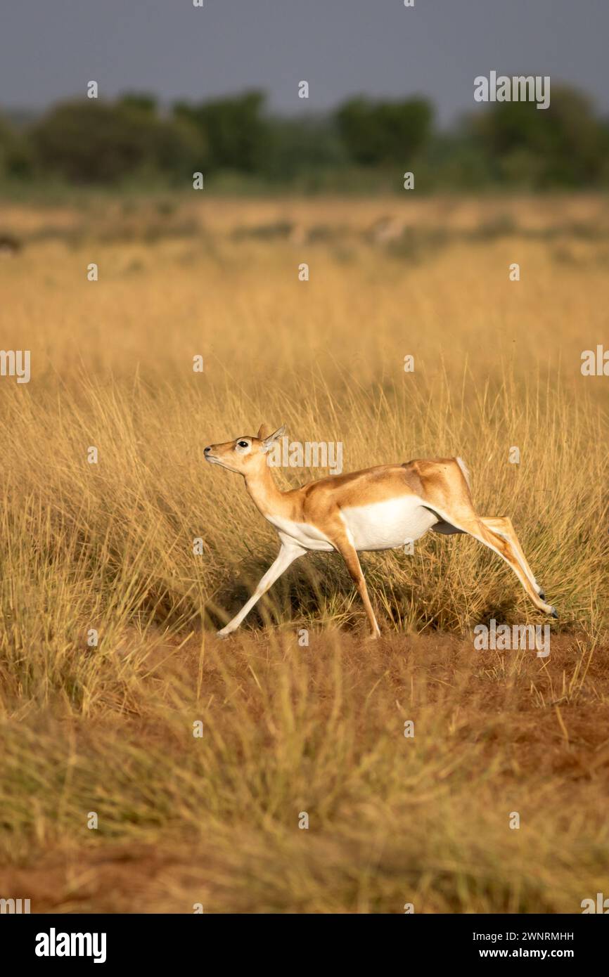 Grassland blackbuck national park hi-res stock photography and images ...