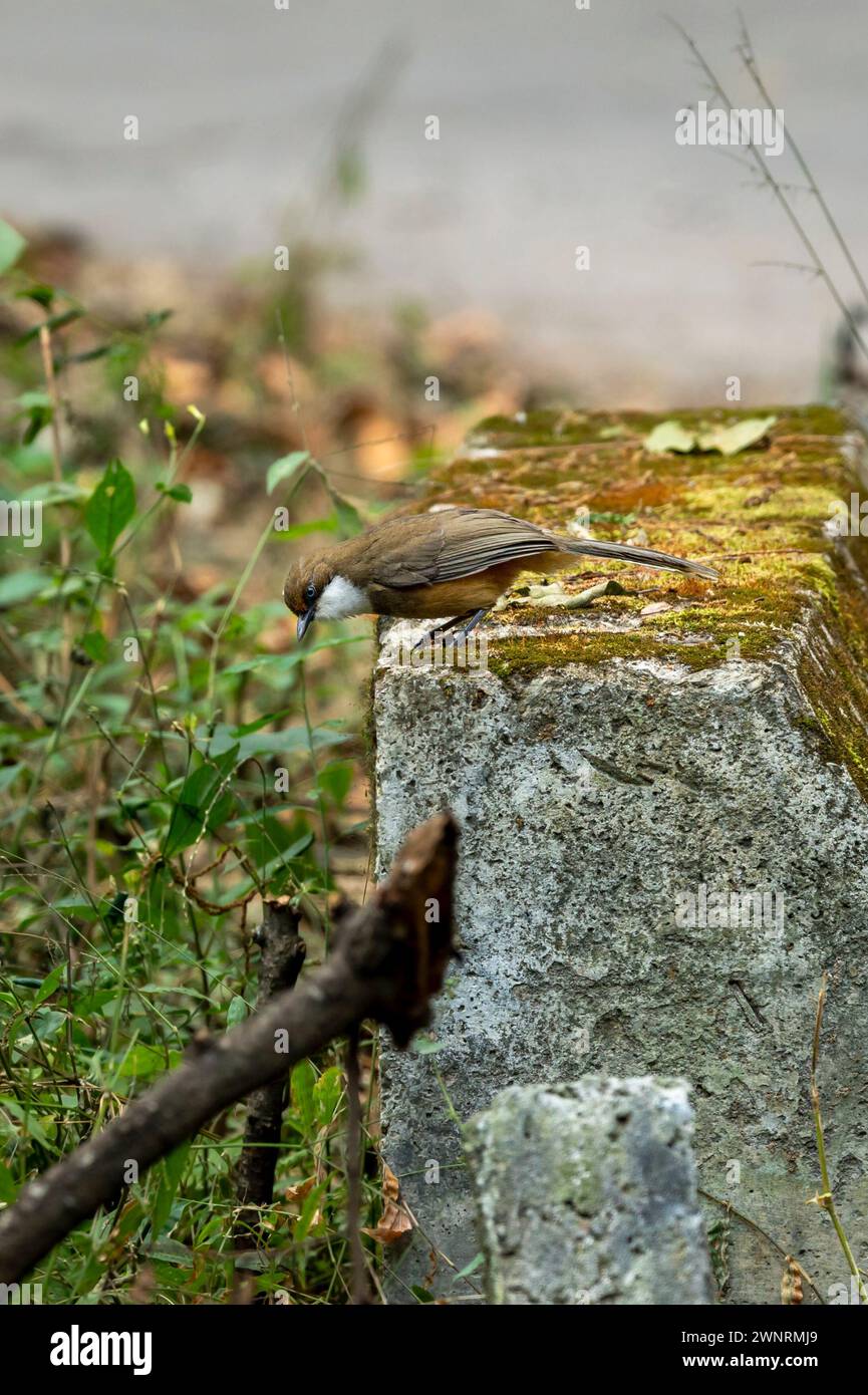white crested laughingthrush or Garrulax leucolophus bird during winter ...