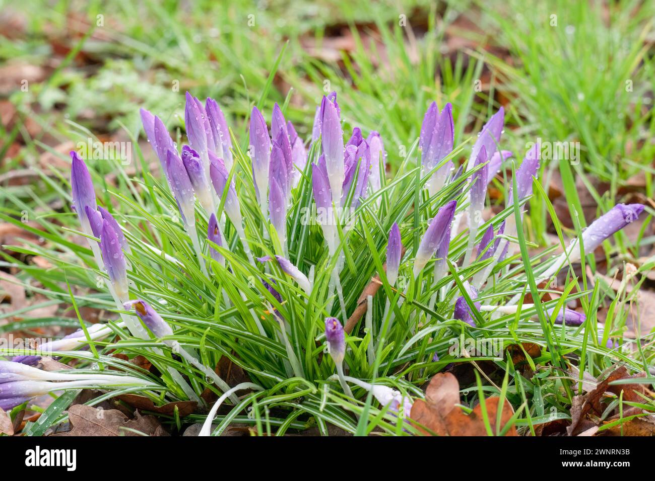 Early Crocus Lilac Beauty after rainfall Herefordshire England UK ...