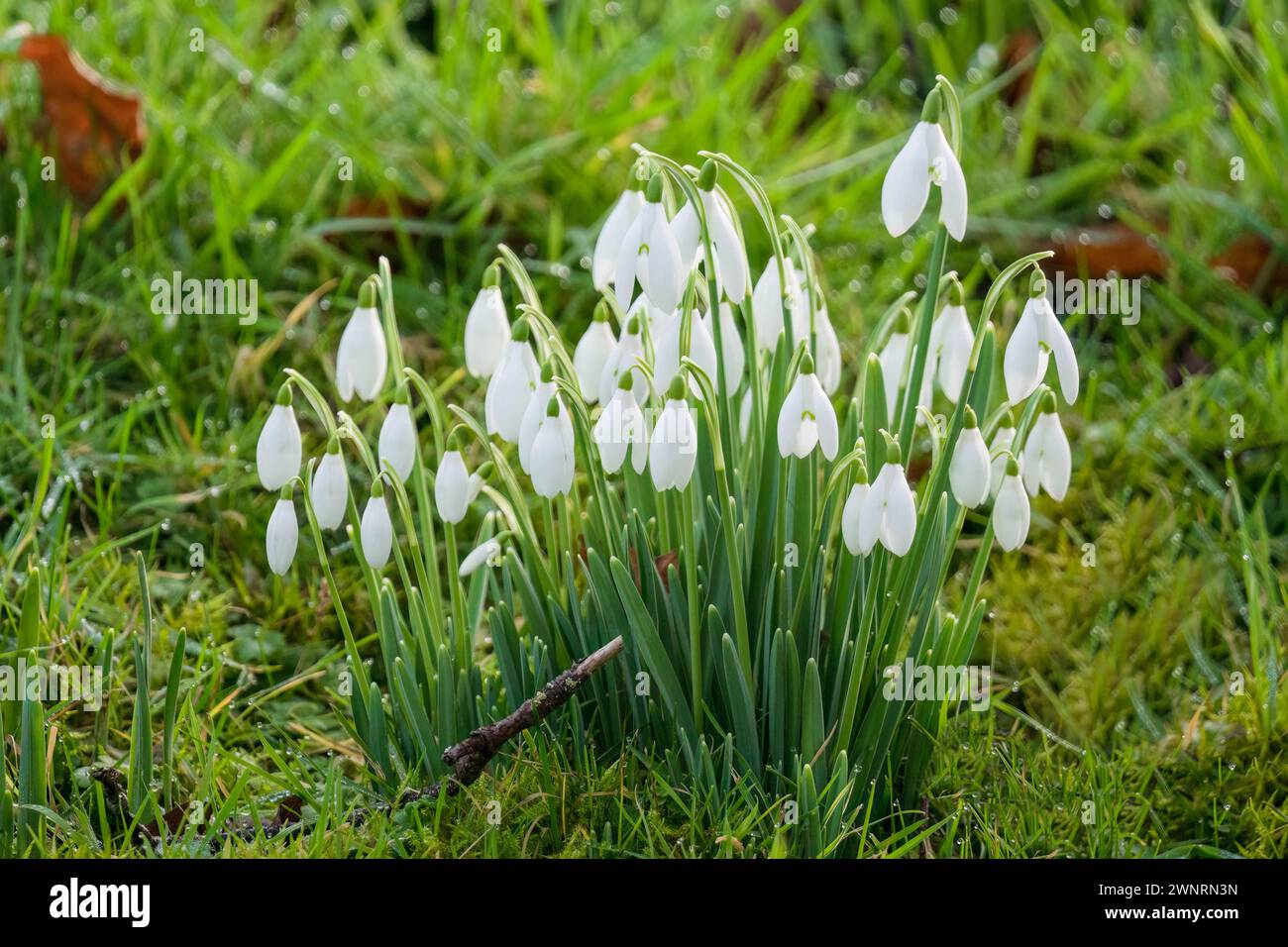 Snowdrops growing wild in the Herefordshire UK countryside. February ...