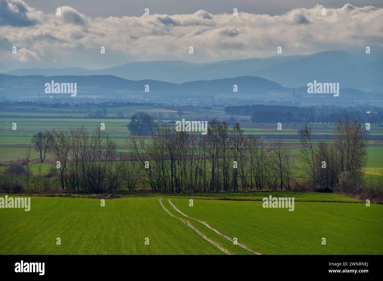Early spring rural landscape with green germinating crpos at the foot ...