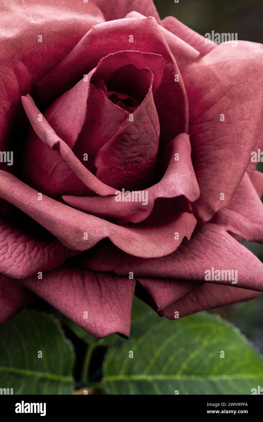 An faded artificial red rose attached to a garden bench Stock Photo - Alamy