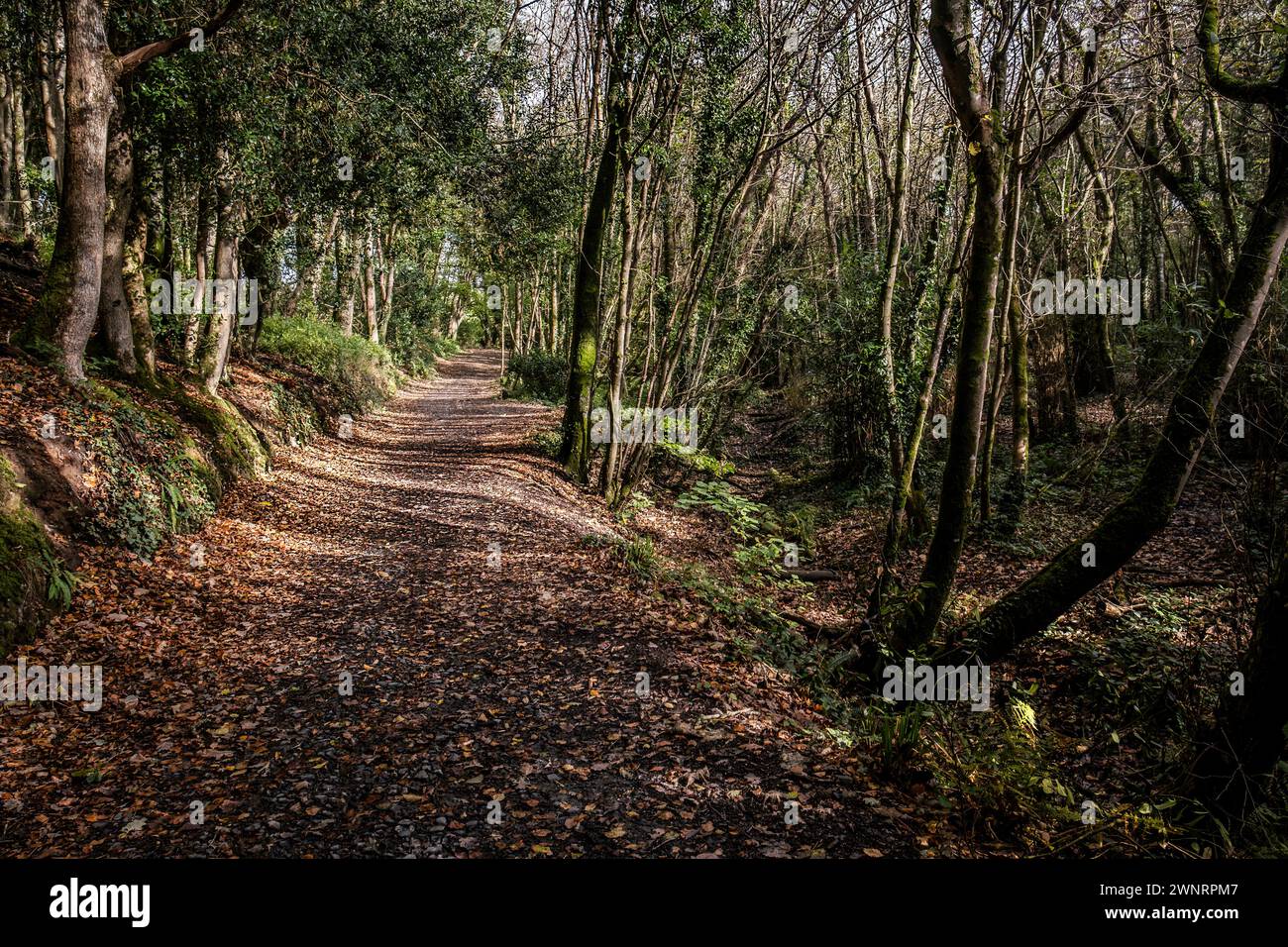 A path through Tehidy Woods Country Park in Cornwall in the UK Stock ...