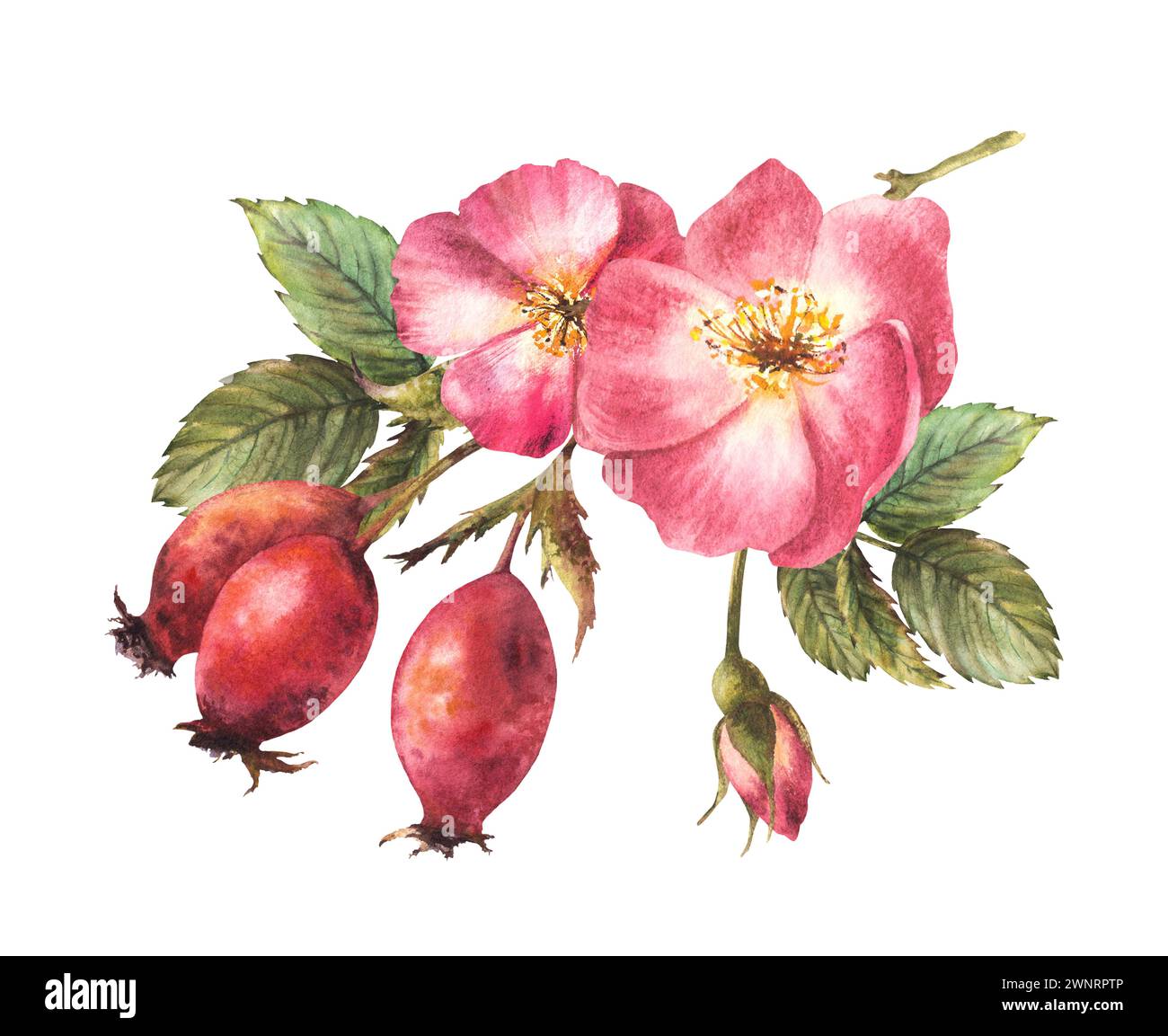 Watercolor pink wild rose hip branch with buds and flower, dog or brier ...