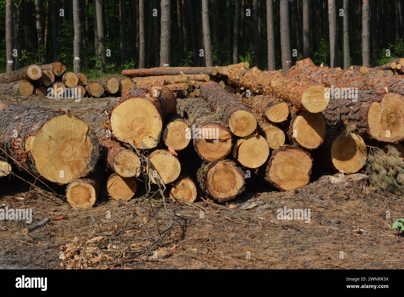 Pine logs in piles hi-res stock photography and images - Alamy