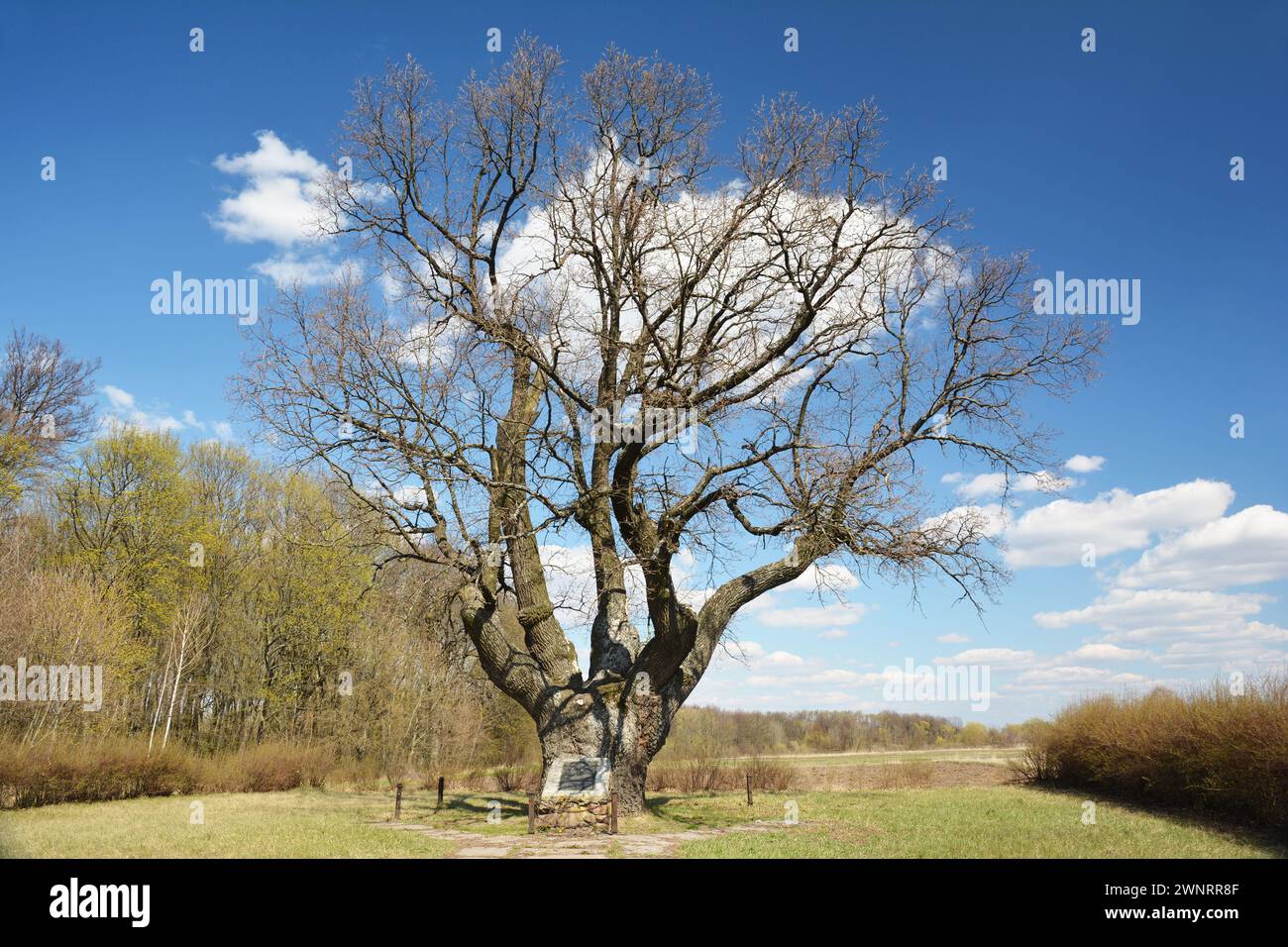 Hundred year old oak tree hi-res stock photography and images - Alamy