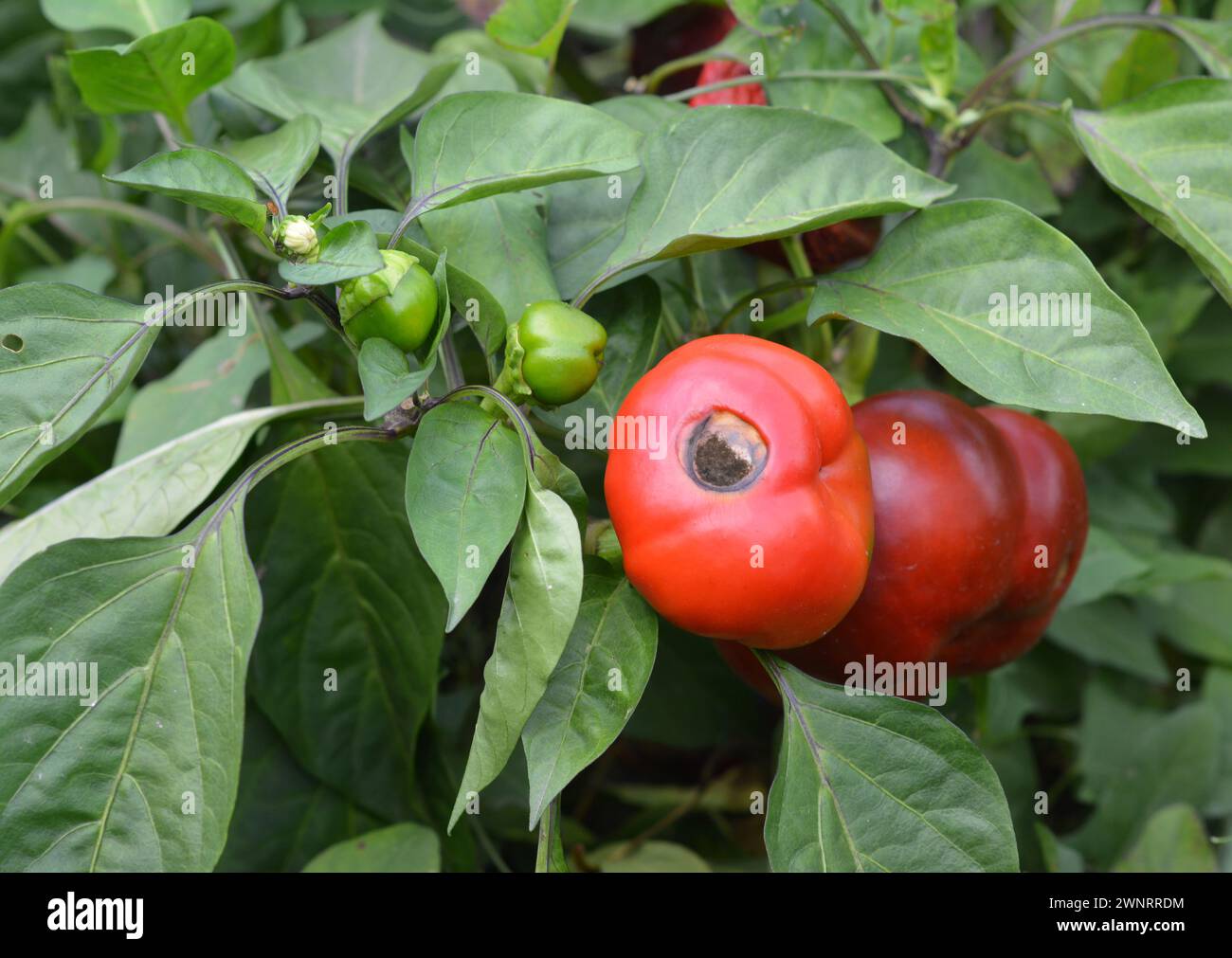 Bell pepper anthracnose disease in the garden. Red bell pepper fruit ...