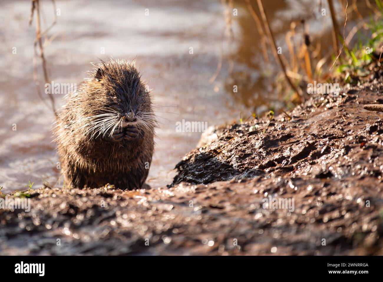 Nutria, coypu herbivorous, semiaquatic rodent member of the family ...