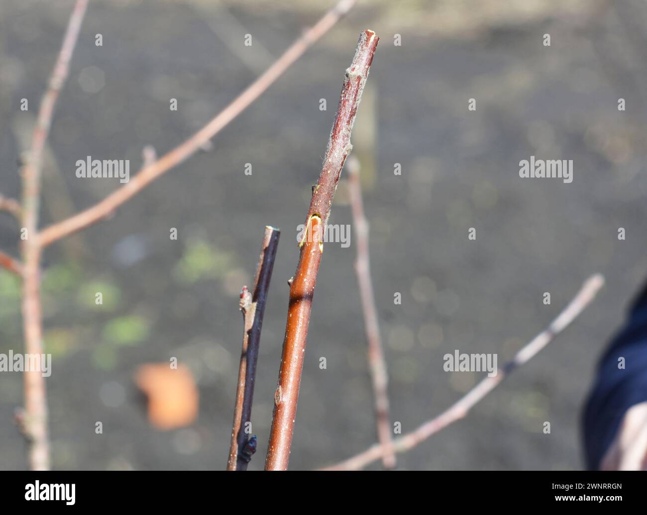 Grafting apple tree hi-res stock photography and images - Alamy