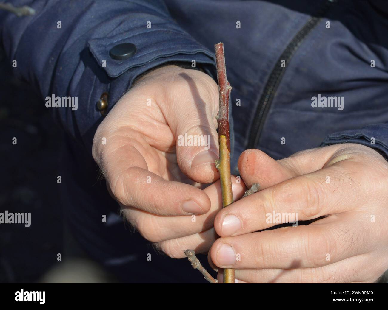 Gardener grafting apple tree in fruit garden Stock Photo - Alamy