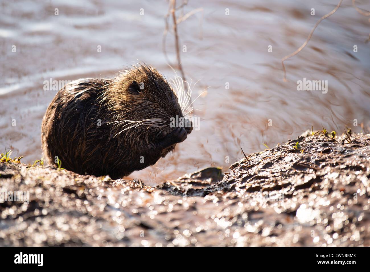 Nutria, coypu herbivorous, semiaquatic rodent member of the family ...