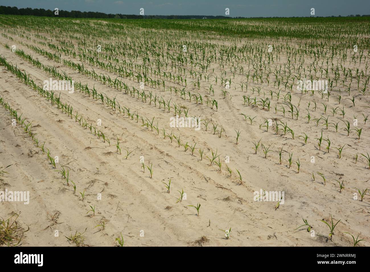 Climate change drought damaged corn field with sand lands Stock Photo ...