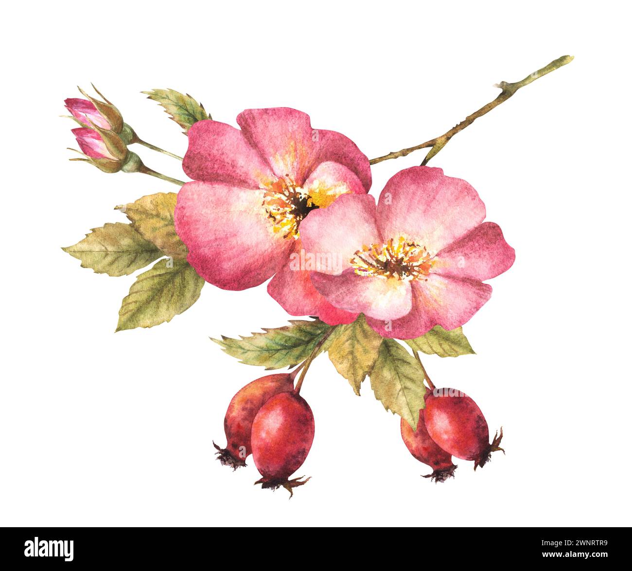 Dog rose flower painting hi-res stock photography and images - Alamy