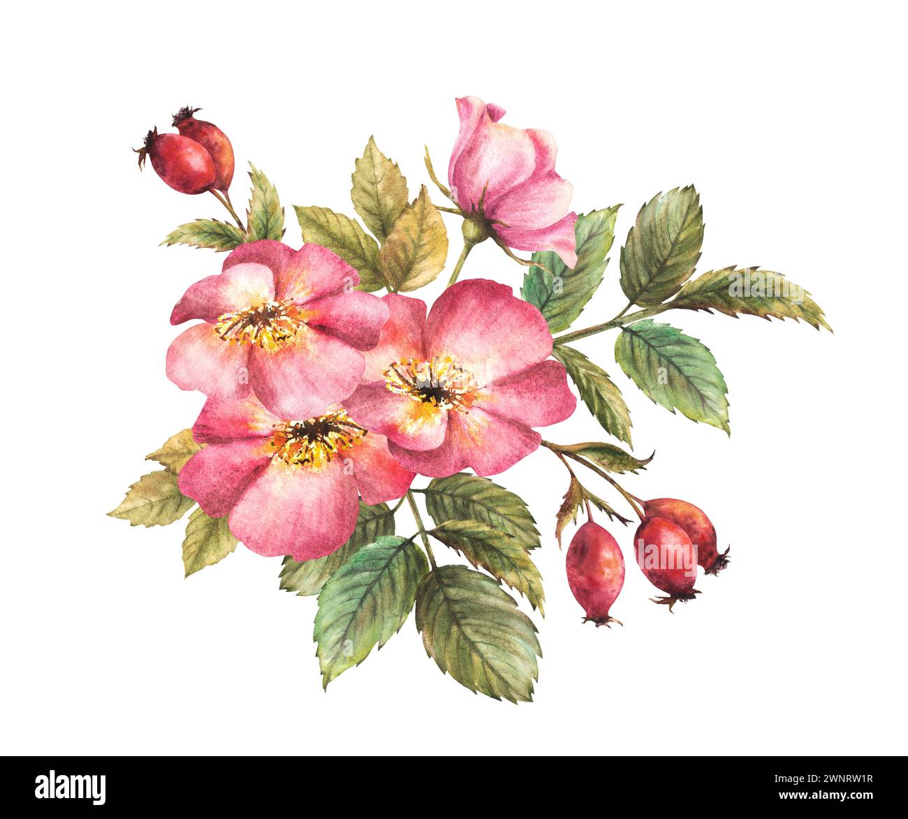 Watercolor pink wild rose hip with buds, berries and flower, leaves ...