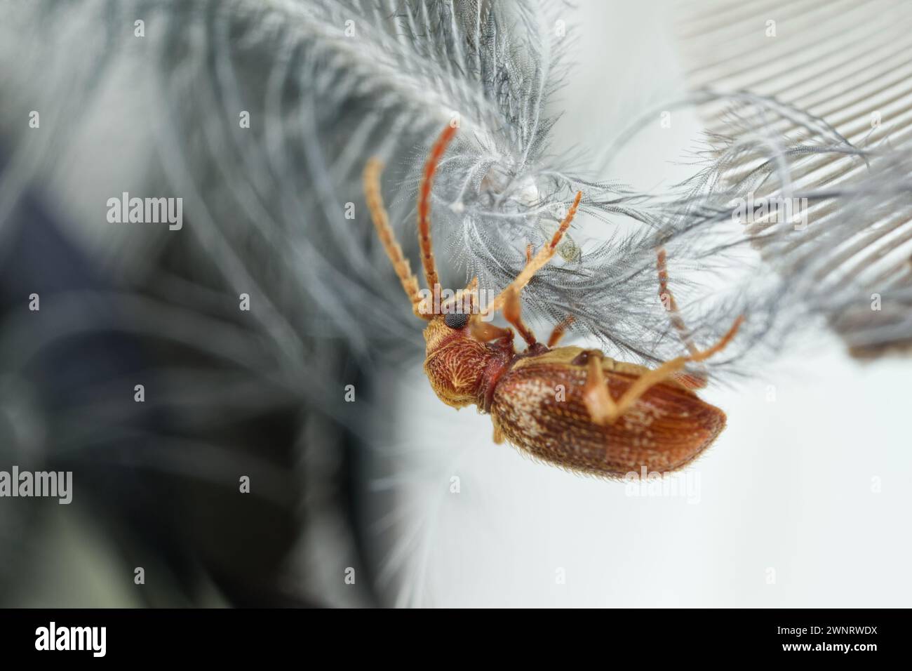 Spider beetle on a dead bird (Ptinus Stock Photo - Alamy