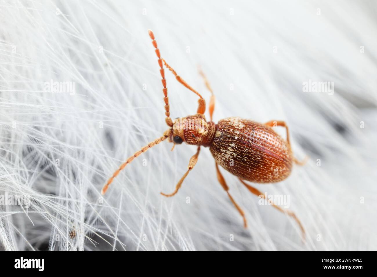 Spider beetle hi-res stock photography and images - Alamy