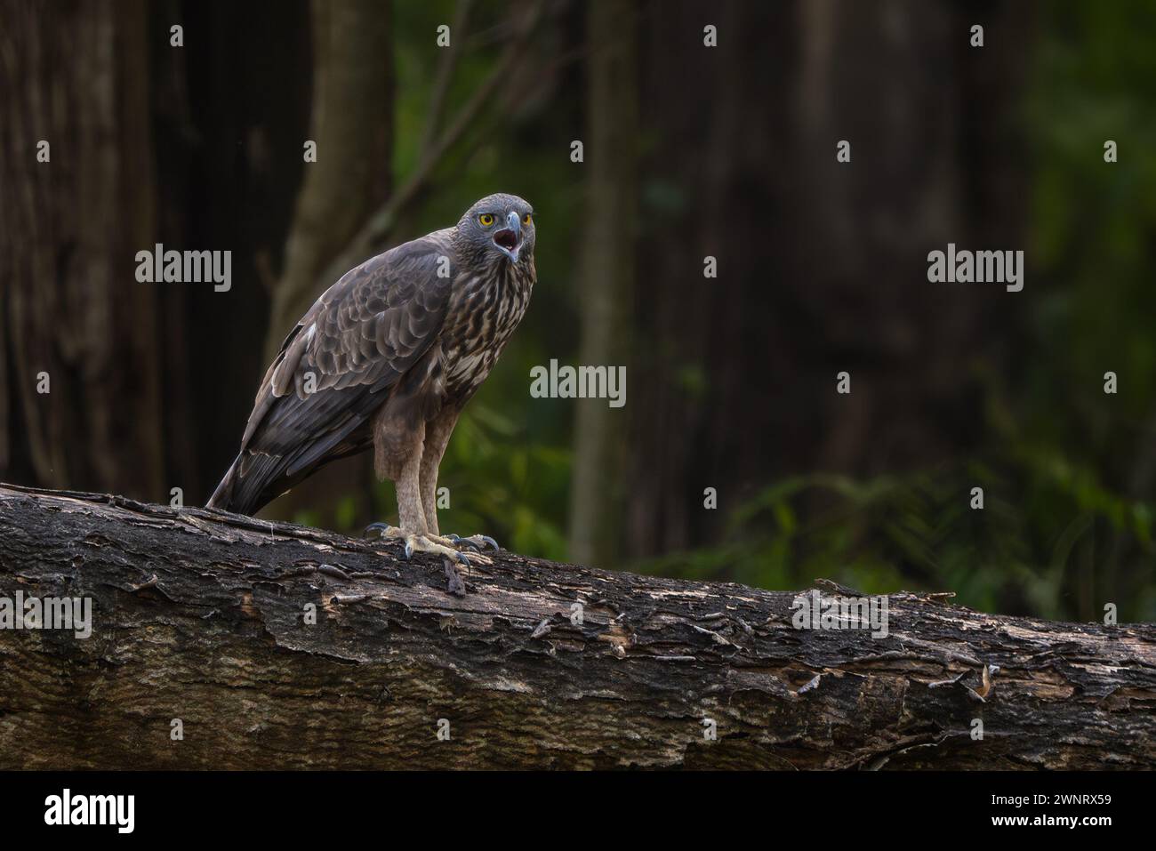 Changeable Hawk-eagle - Spizaetus cirrhatus, beautiful large bird of ...