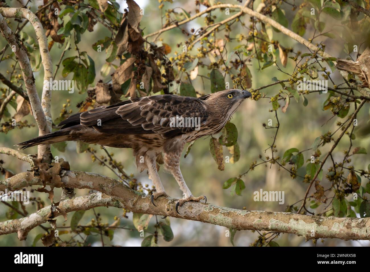 Changeable Hawk-eagle - Spizaetus cirrhatus, beautiful large bird of ...