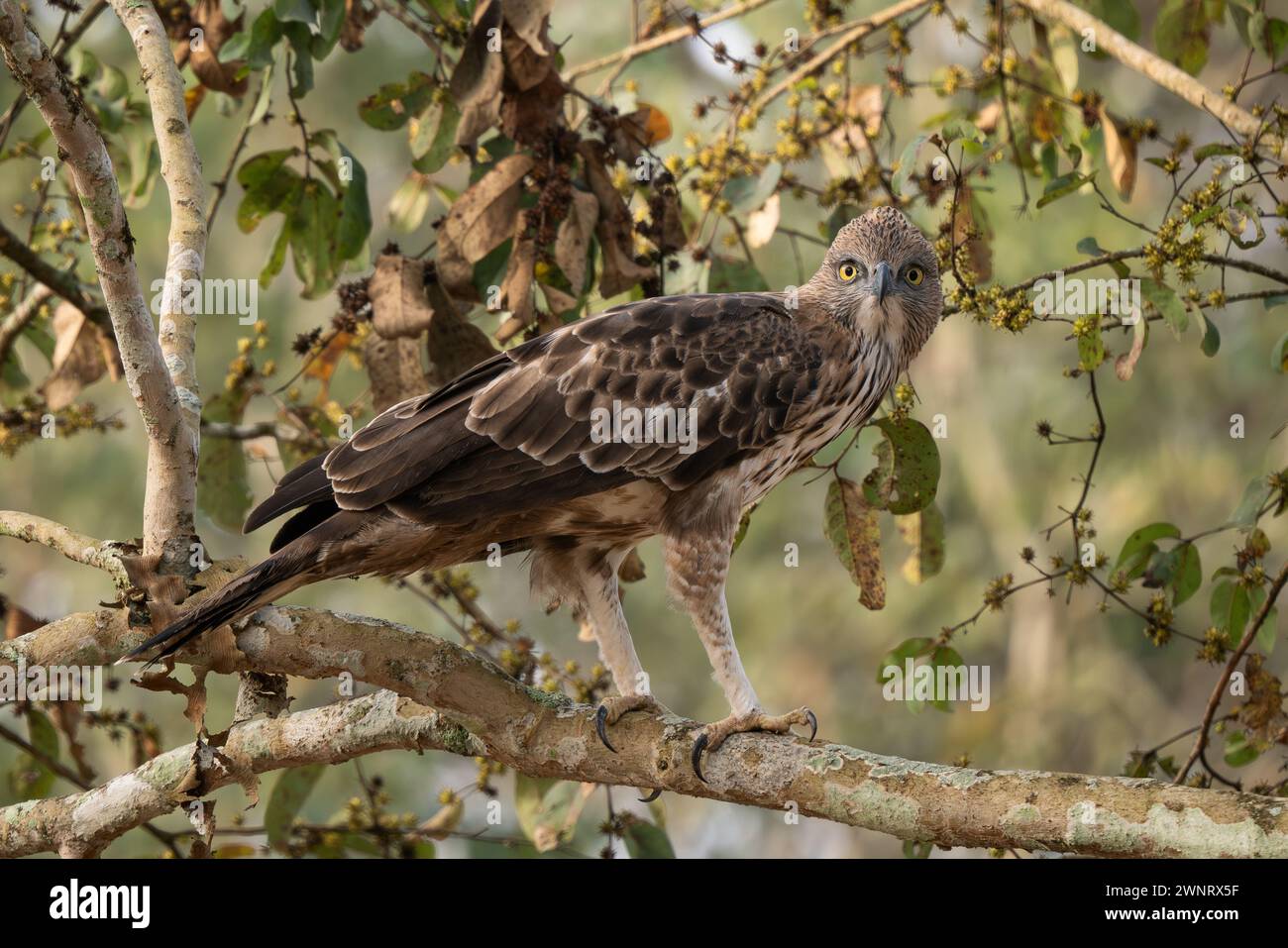 Changeable Hawk-eagle - Spizaetus cirrhatus, beautiful large bird of ...