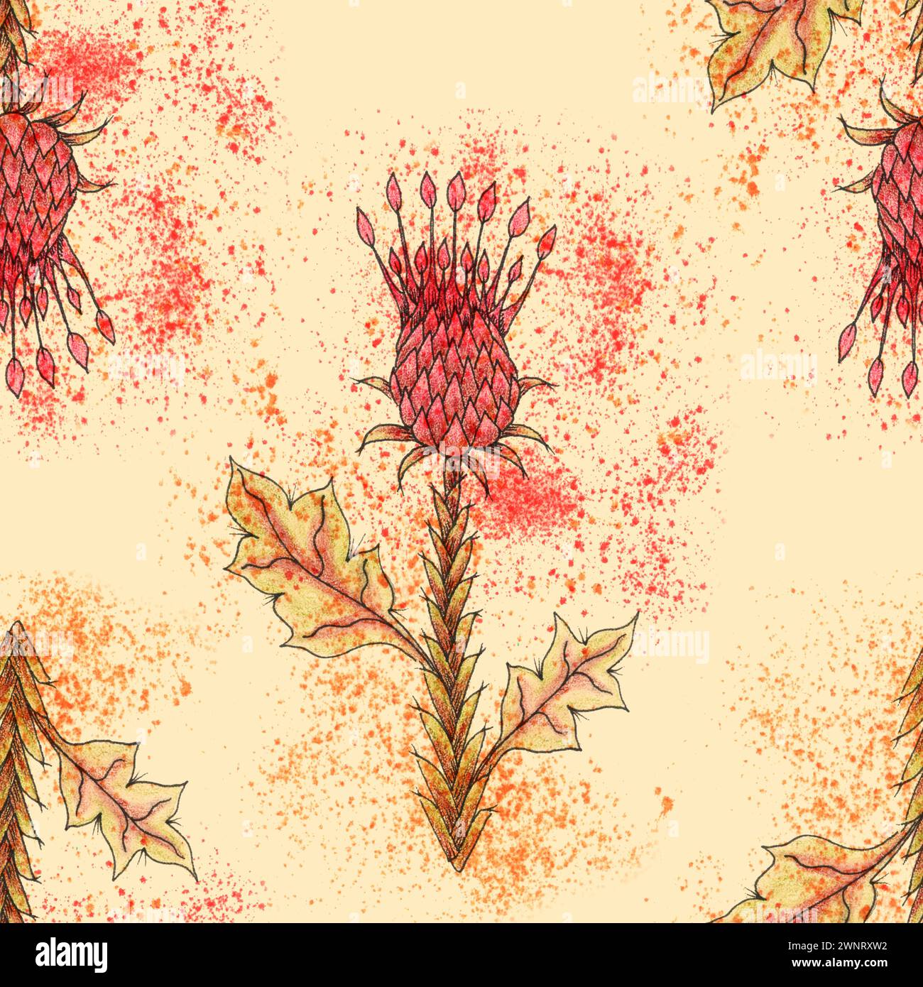 Scottish thistle drawing hi-res stock photography and images - Alamy